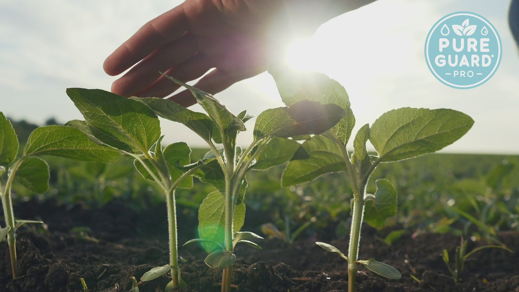 Fruit & Vegetable Cleaner. Purify Your Fruit & Vegetables. – Pure Guard Pro